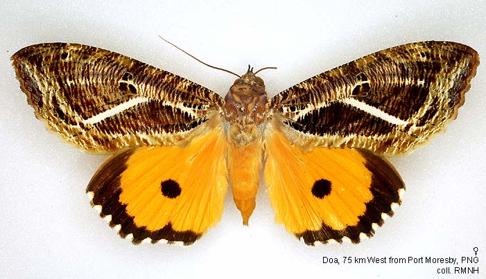 Papua Insects Foundation (Lepidoptera/Erebidae/Calpinae thumbnails)